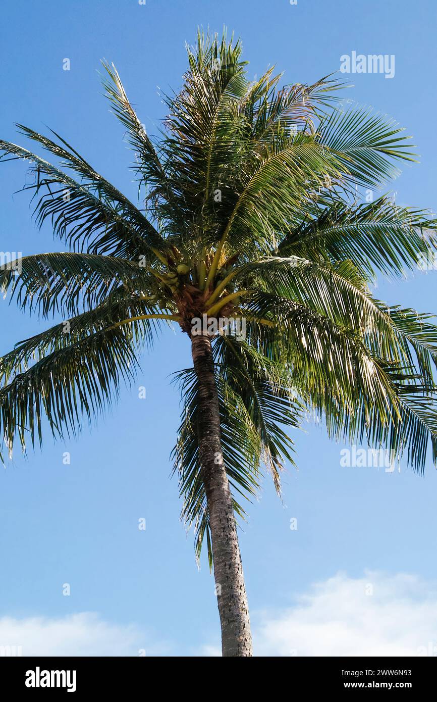 A tall palm tree in Tumon Beach in Guam, USA Stock Photo - Alamy