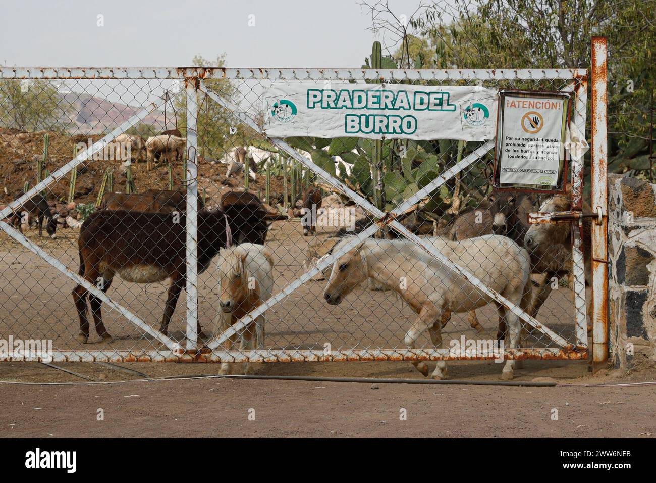 Otumba, Mexico. 21st Mar, 2024. Donkeys are seen in captivity in the ...