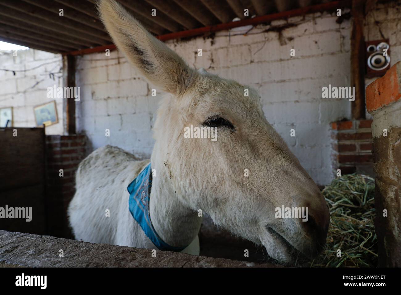 Otumba, Mexico. 21st Mar, 2024. A donkey is seen in captivity in the ...