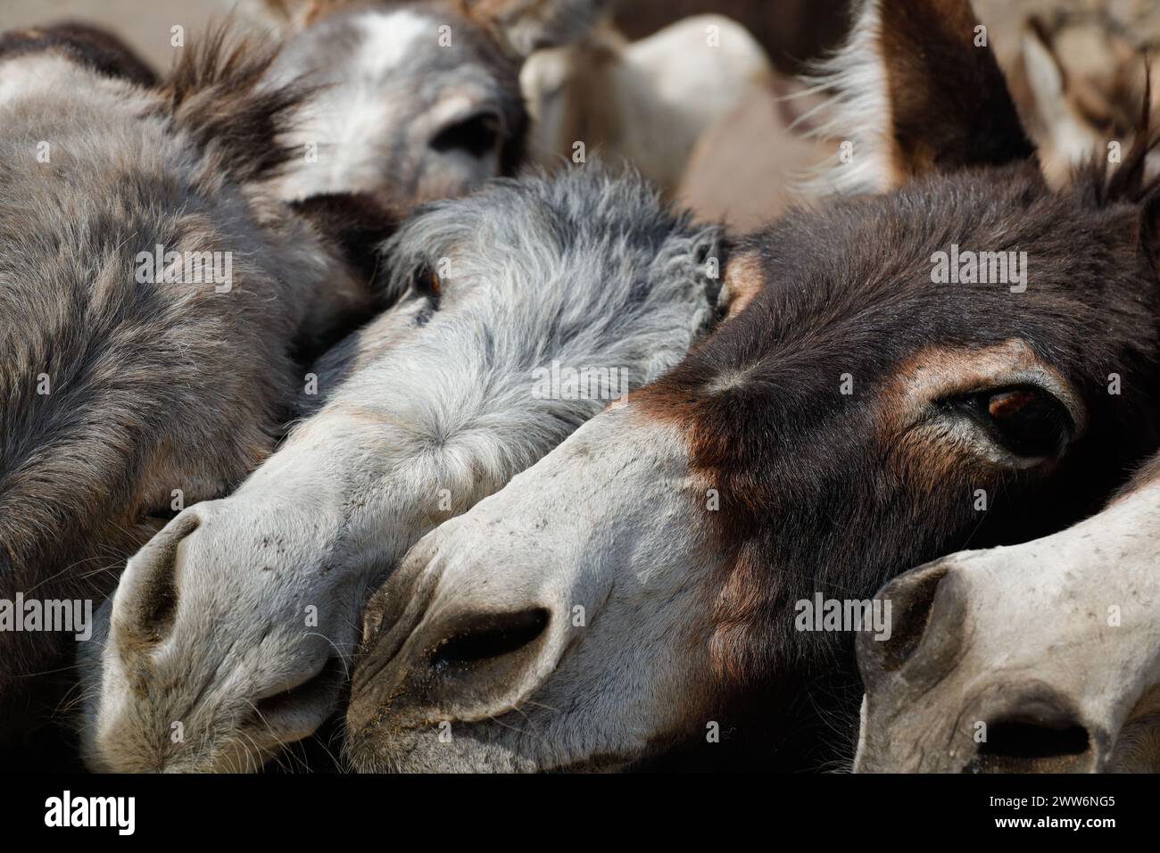 Otumba, Mexico. 21st Mar, 2024. Donkeys are seen in captivity in the ...