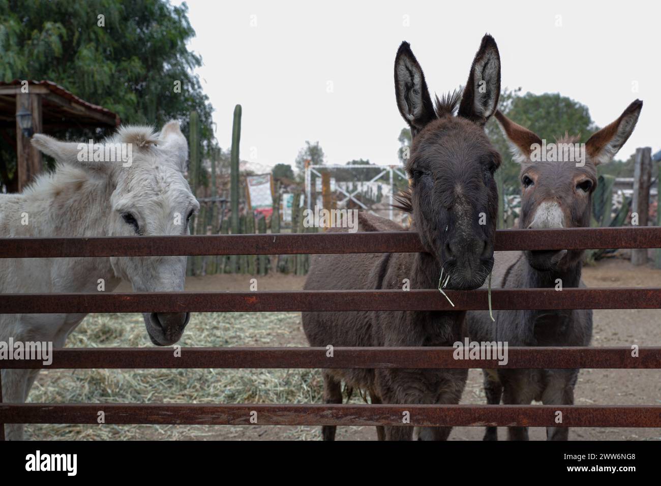Otumba, Mexico. 21st Mar, 2024. Donkeys are seen in captivity in the ...