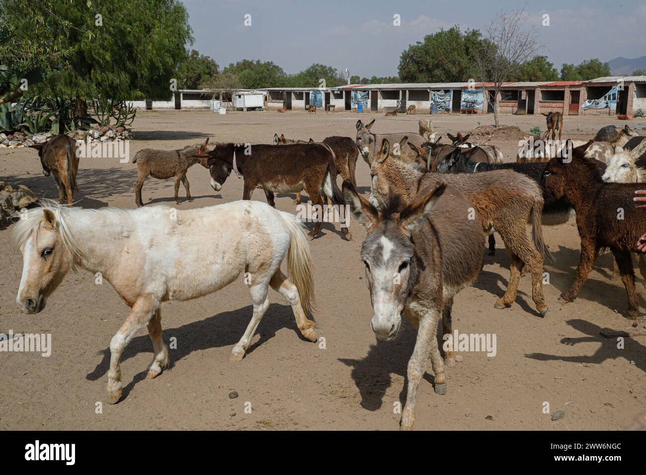 Otumba, Mexico. 21st Mar, 2024. Donkeys are seen in captivity in the ...