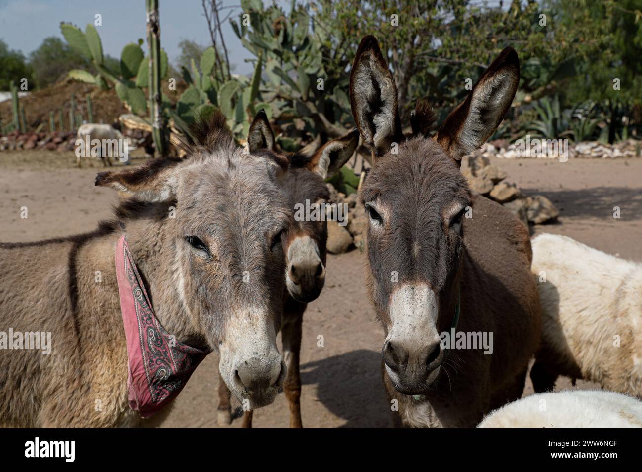 Otumba, Mexico. 21st Mar, 2024. Donkeys are seen in captivity in the ...