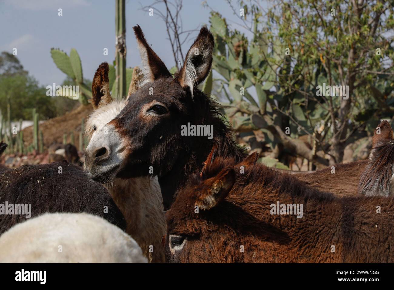 Otumba, Mexico. 21st Mar, 2024. Donkeys are seen in captivity in the ...