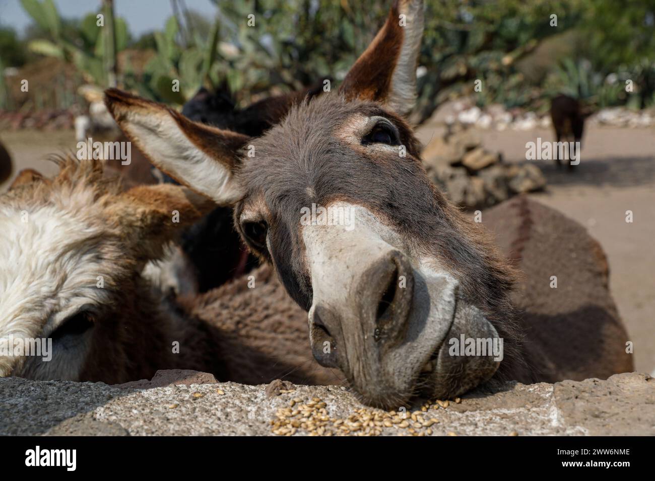 Otumba, Mexico. 21st Mar, 2024. A donkey is seen in captivity in the ...