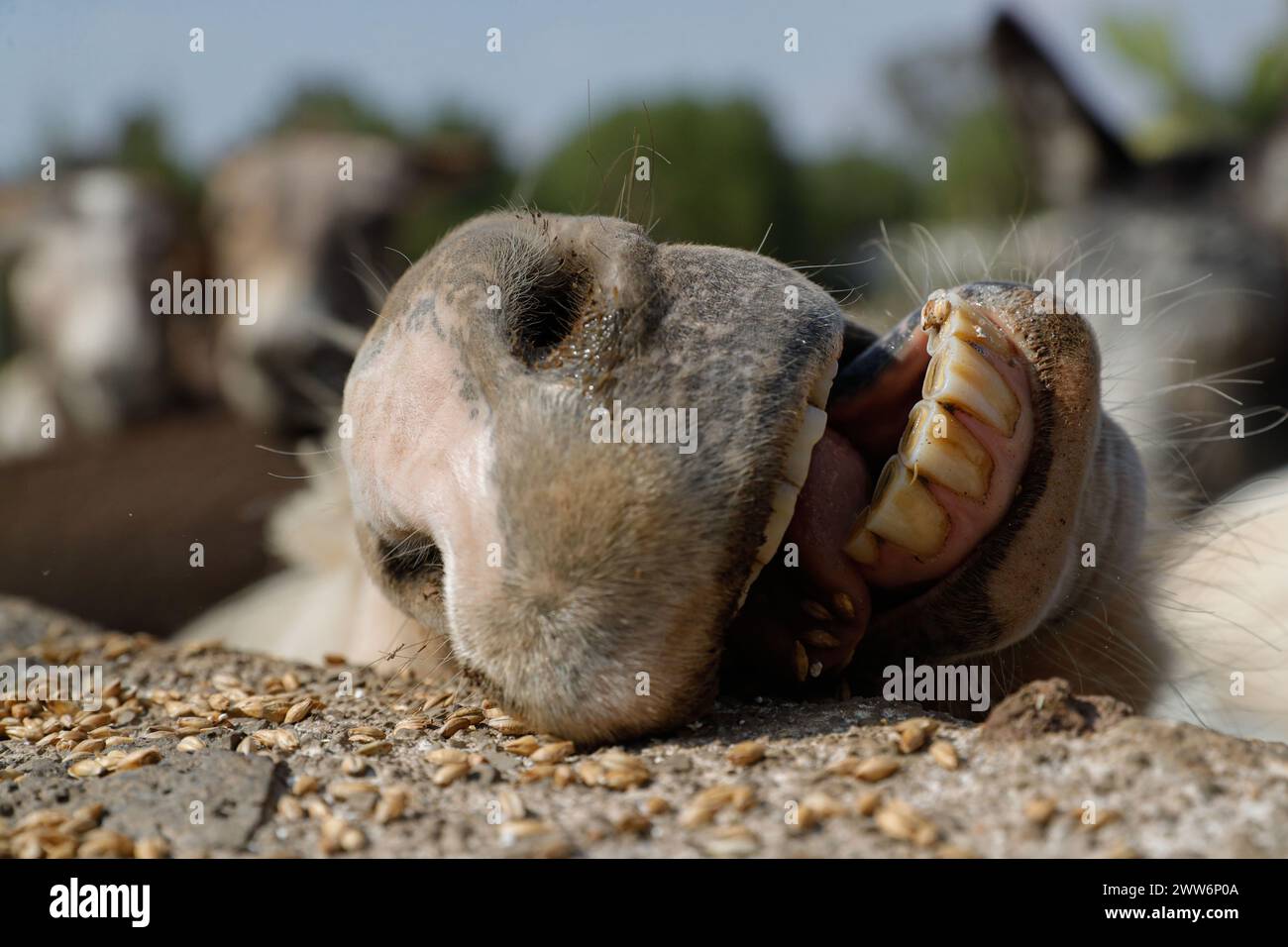 Pueblo de burros hi-res stock photography and images - Alamy