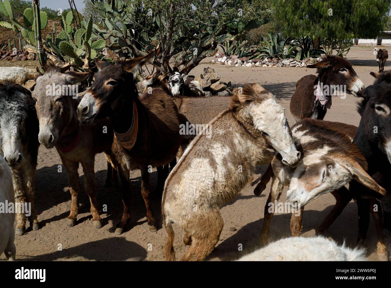 Dorkey sanctuary hi-res stock photography and images - Alamy