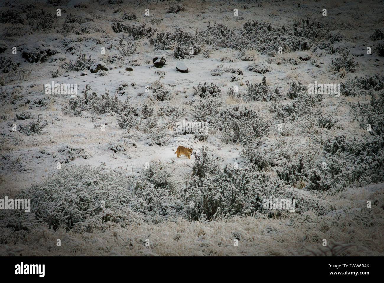 a puma cub walking alone through the snowy landscape in Torres del ...