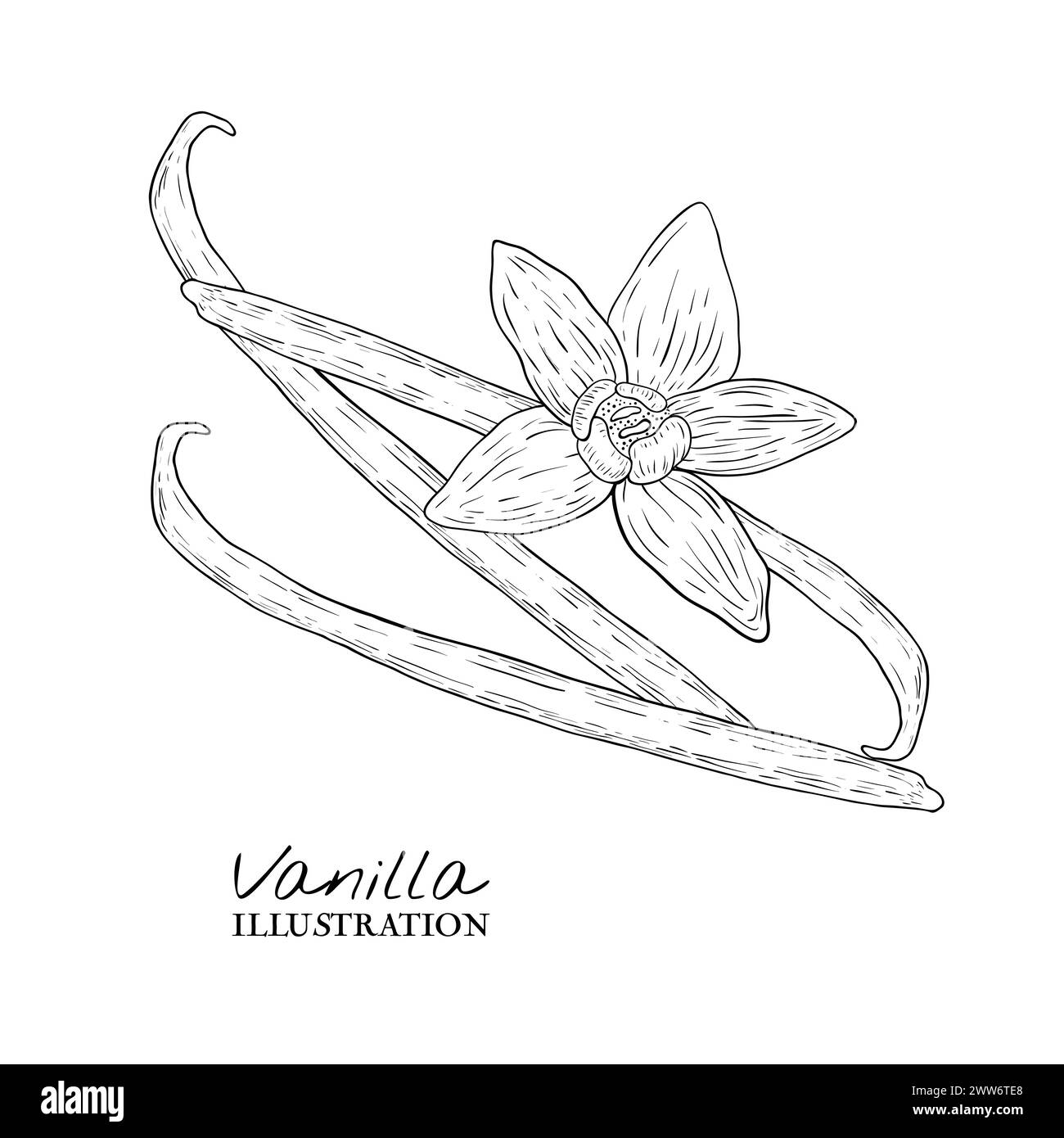 Collection of vanilla flowers and vanilla sticks. Sketch, graphic ...