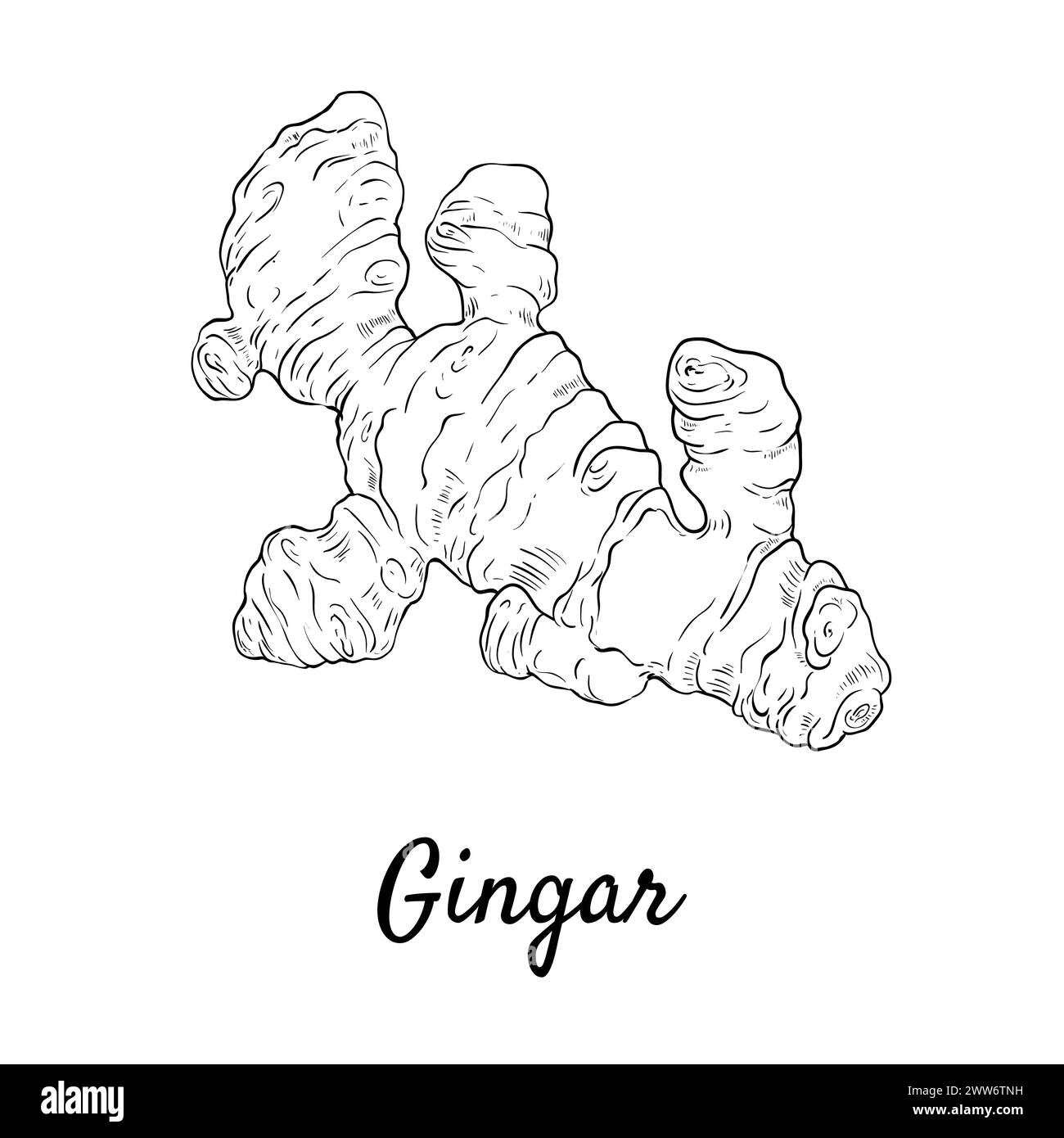 Ginger Doodle design cooking ingredient for food Stock Vector Image ...