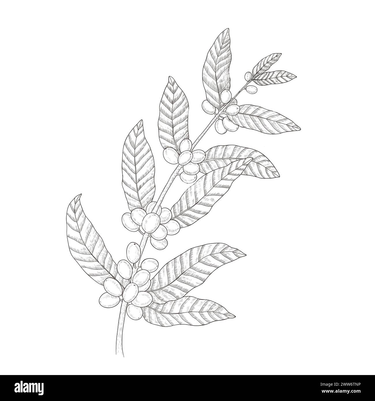 Elegant botanical drawings of coffee tree branch with leaves, Hand ...