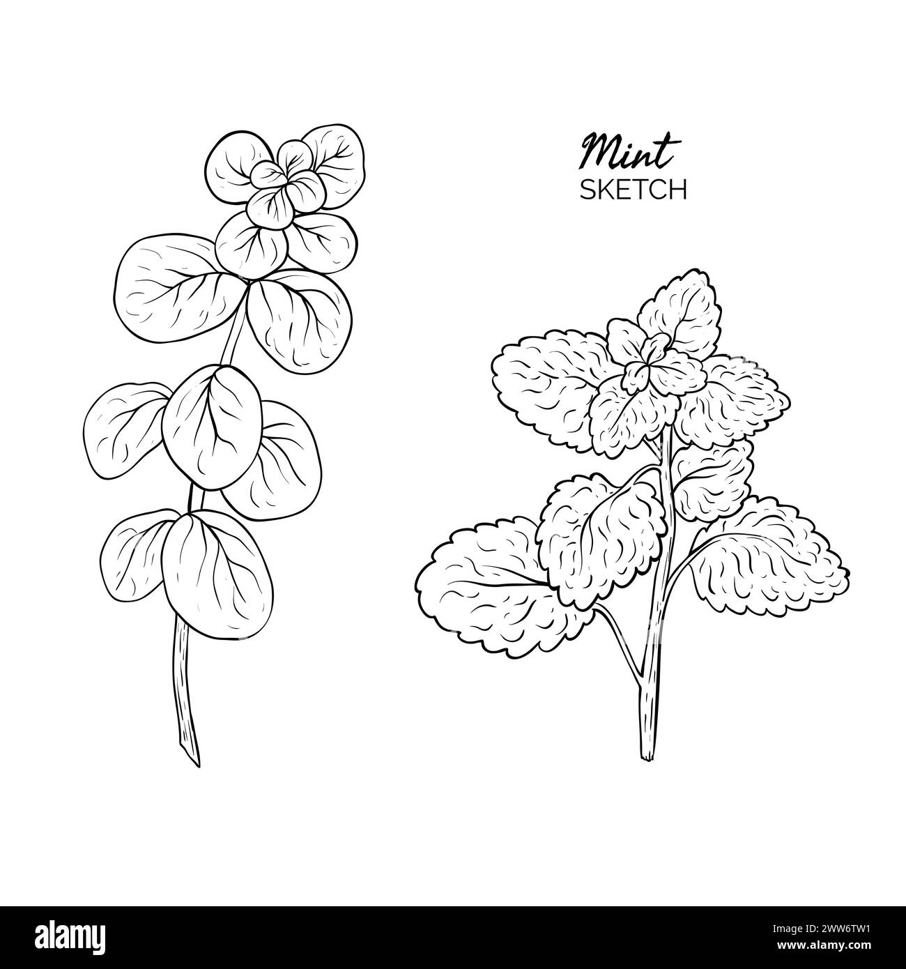 Retro style ink sketch of mint. Isolated on white background Stock ...