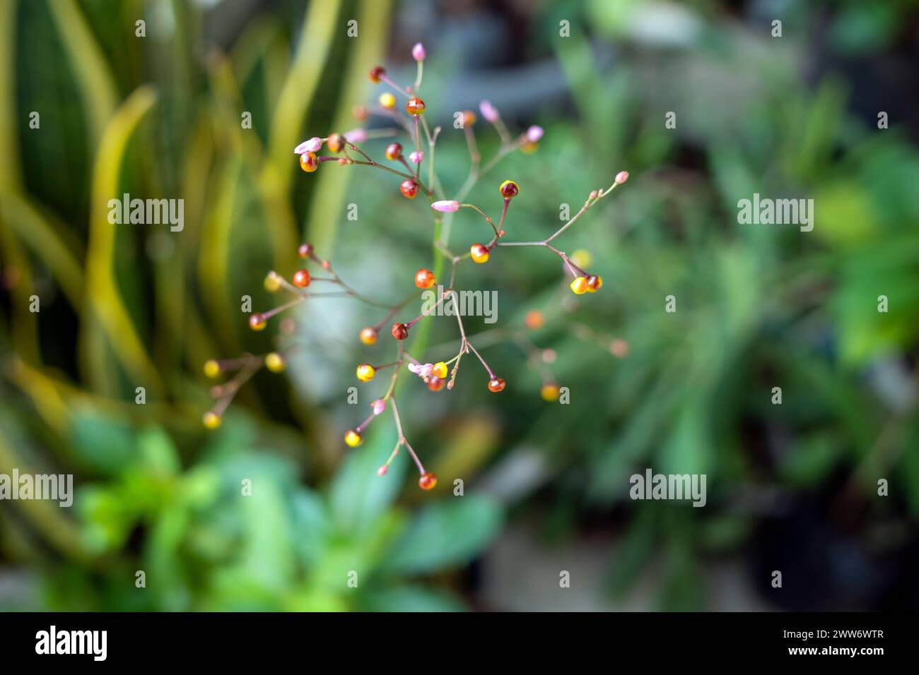 Close up of Talinum paniculatum flower or Javanese colesom flower ...