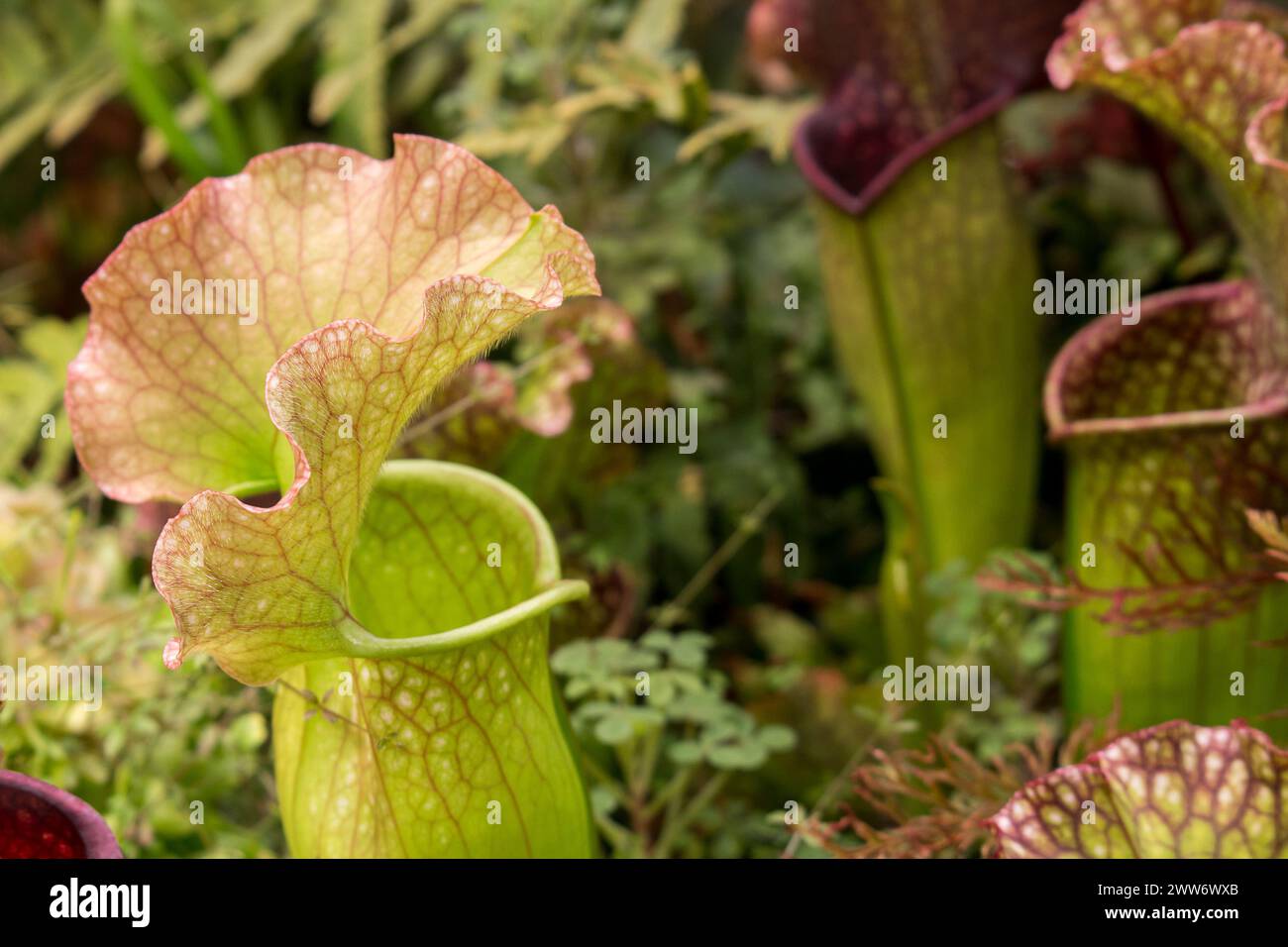 Beautiful carnivorous red and green pitcher plants. Sarracenia is a ...
