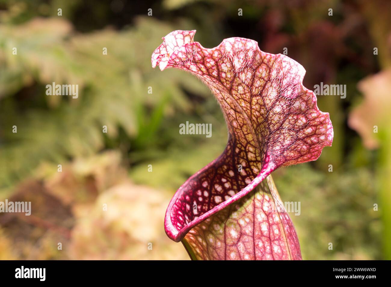 Peristome detail hi-res stock photography and images - Alamy