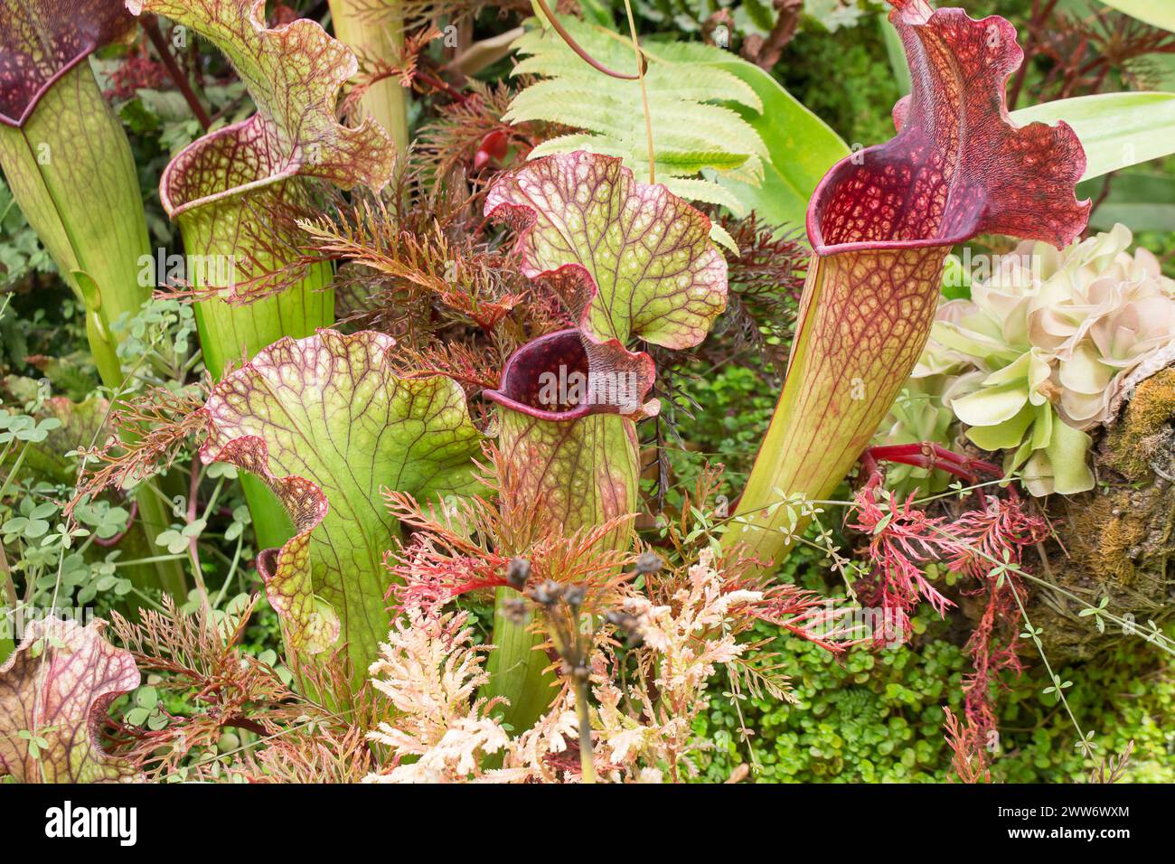 Beautiful carnivorous red and green pitcher plants. Sarracenia is a ...