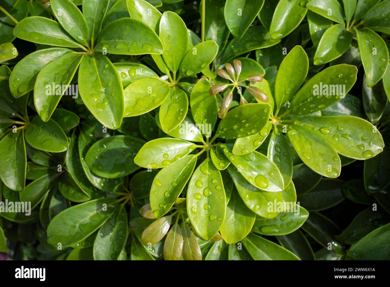 Dwarf umbrella tree (Schefflera arboricola) green leaves with water ...