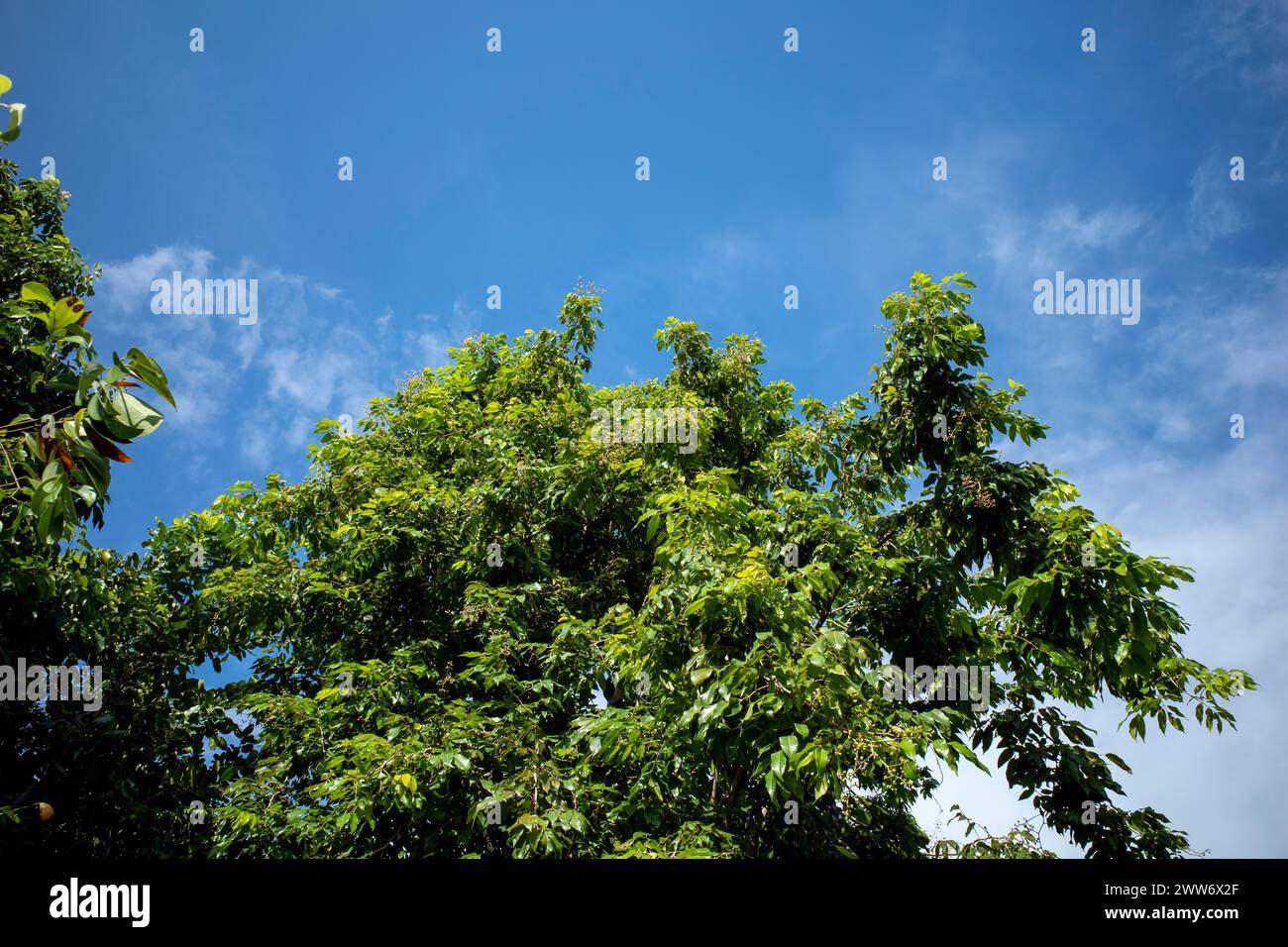 Kenari, Canarium sp green leaves with blue sky background Stock Photo ...