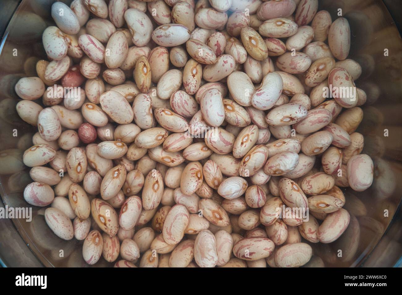 Preparation in Progress: A Close-Up Portrait of Dried Borlotti Beans ...
