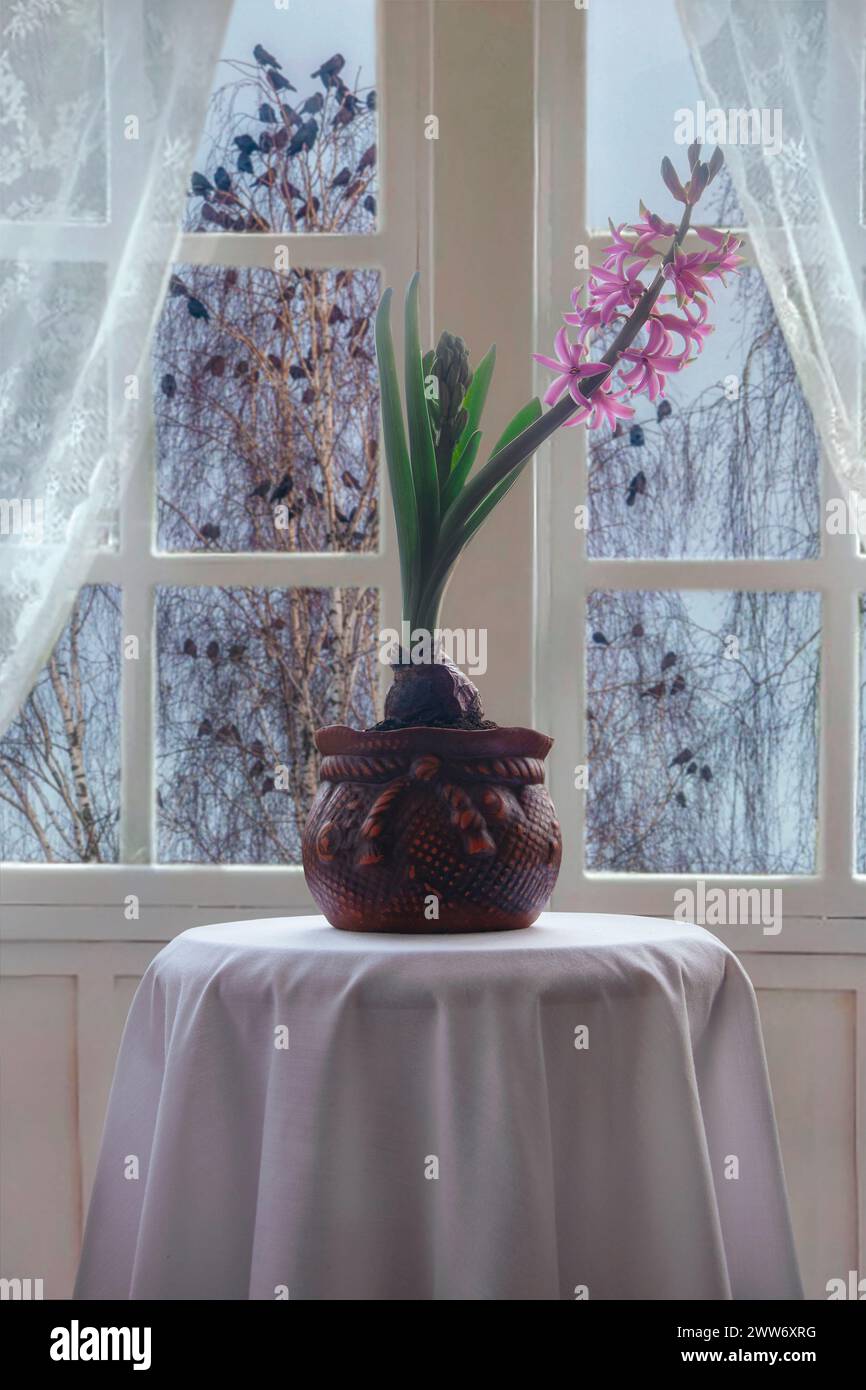 Flowerpot with blooming hyacinth near the window Stock Photo - Alamy