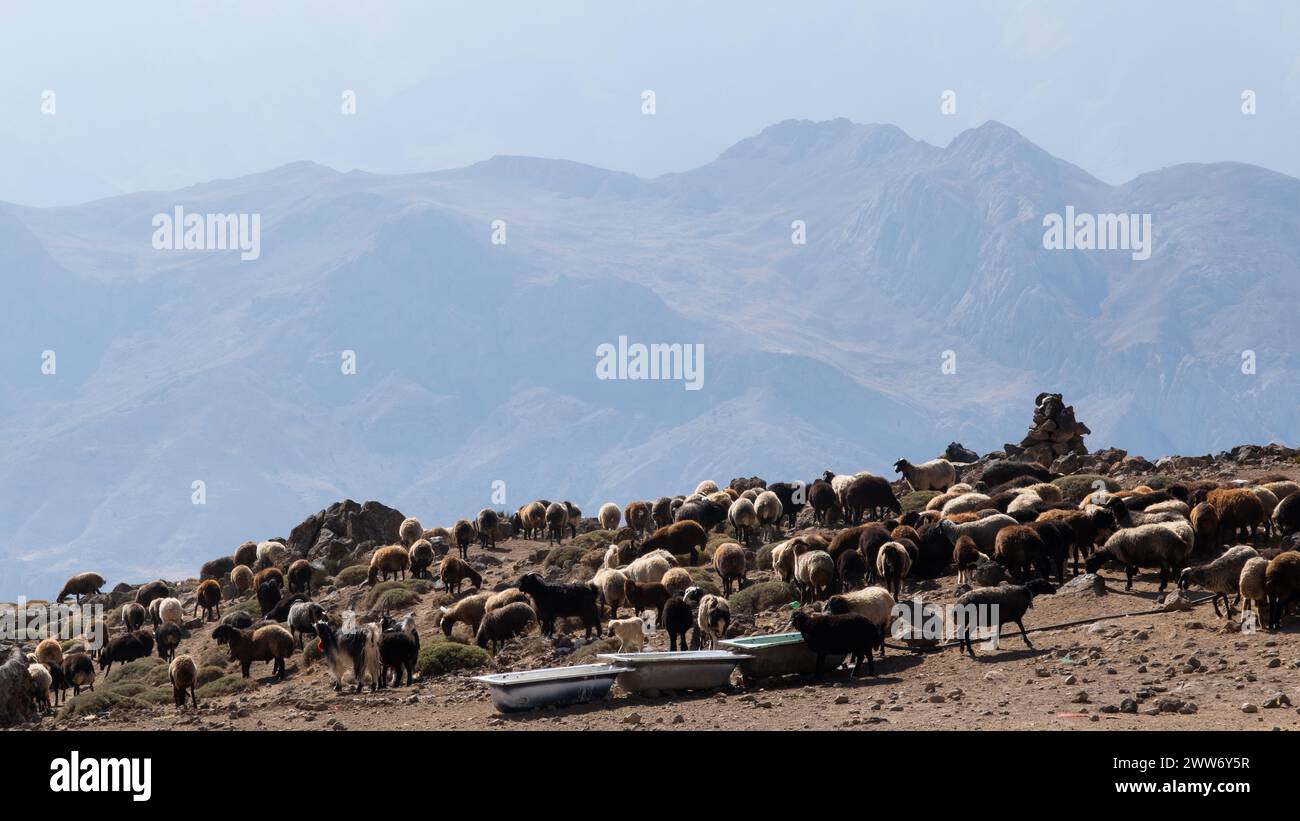 Flock of sheep in the Iranian mountains, Iran Stock Photo - Alamy
