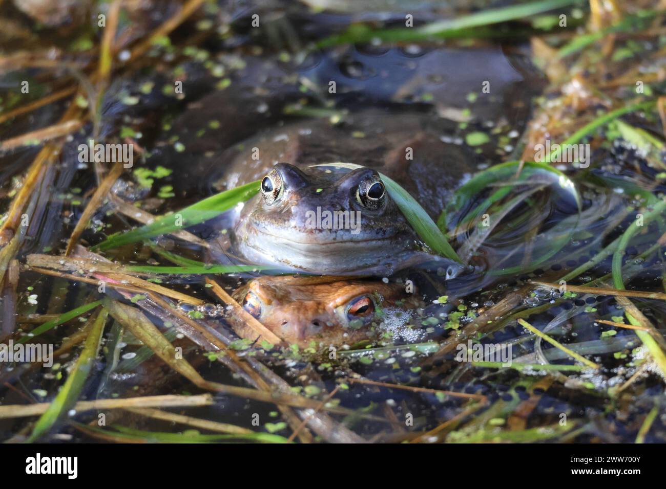 Two marsh frogs hi-res stock photography and images - Alamy