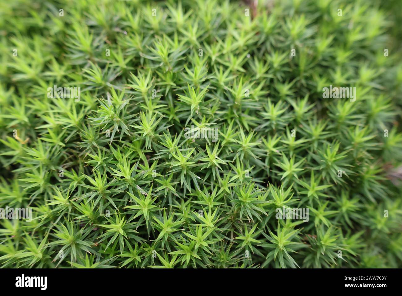 Plantago subulata (plantago subulata) hi-res stock photography and ...