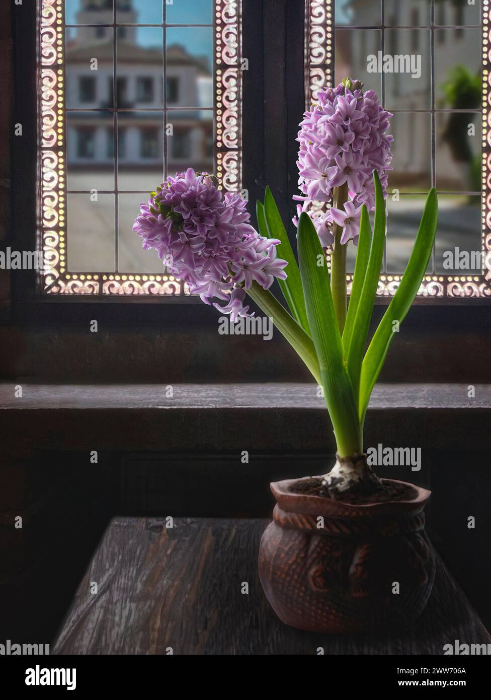 Flowerpot with blooming hyacinth near the window Stock Photo - Alamy
