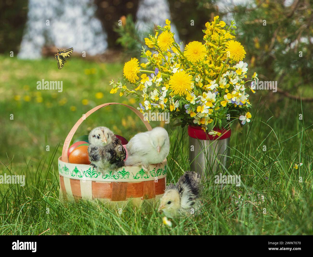 Easter chicks on yellow background hi-res stock photography and images ...