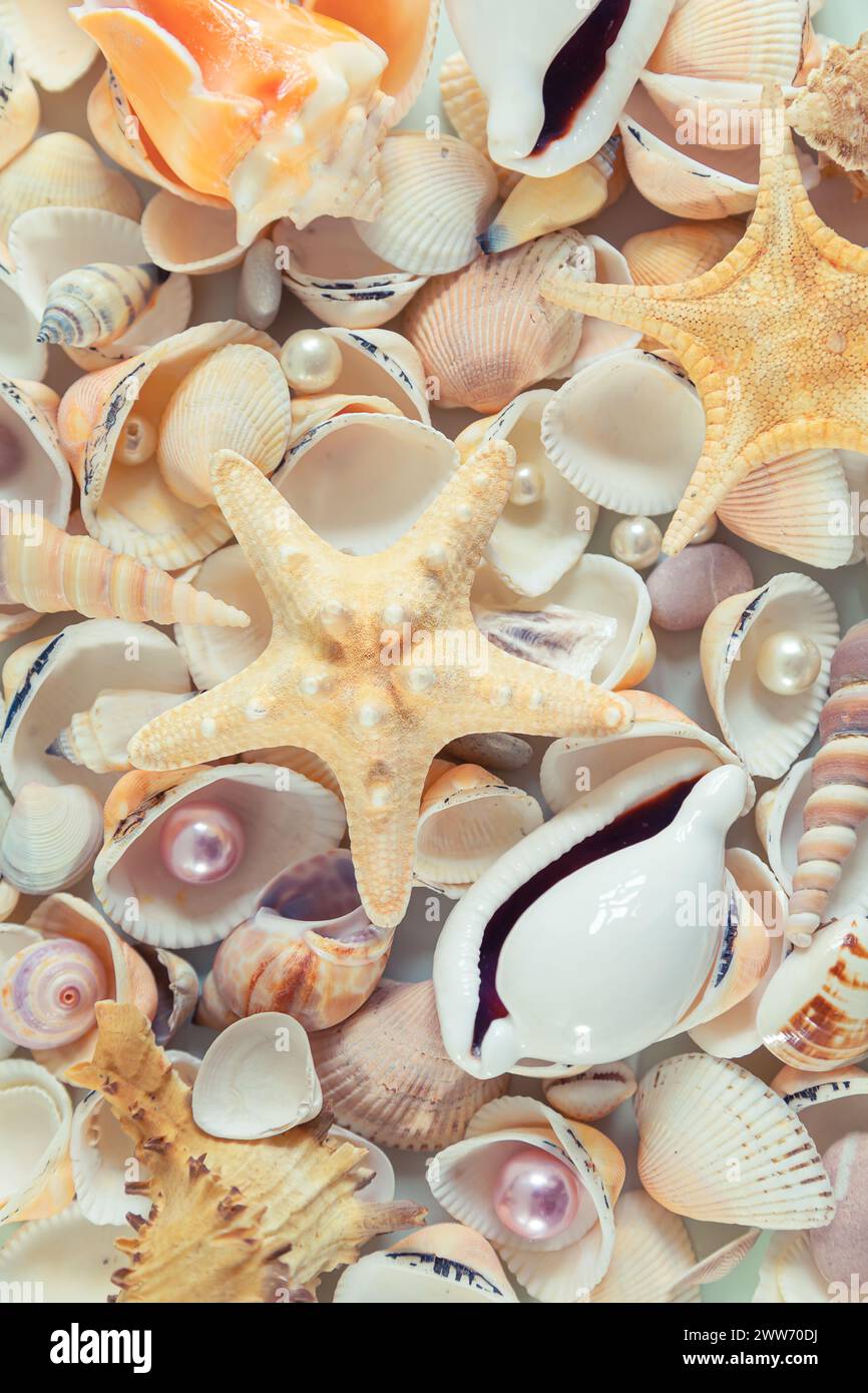 Lots of colored shells, pearls and starfish. Natural shell background ...