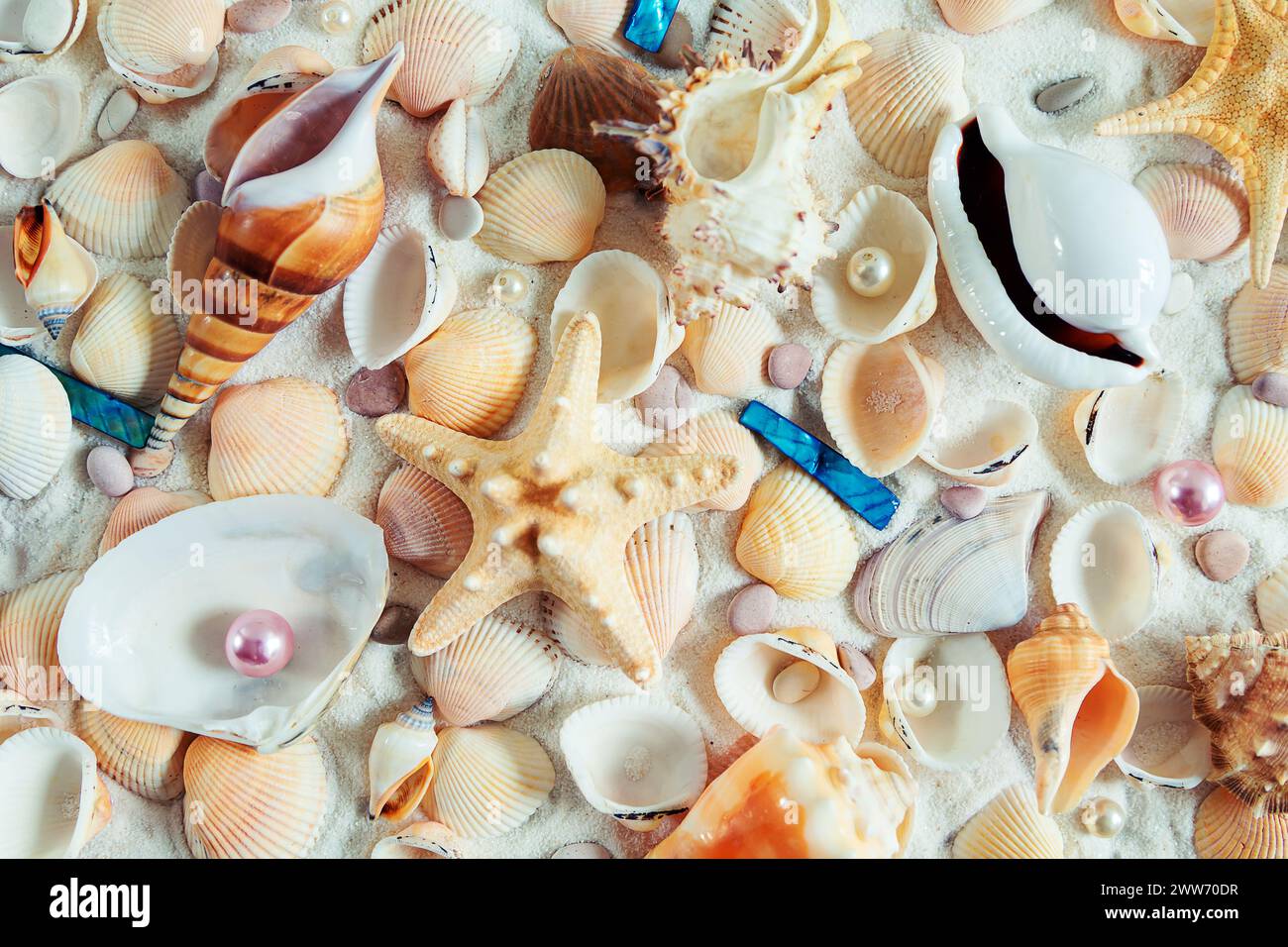 Lots of colored shells, pearls and starfish. Natural shell background ...
