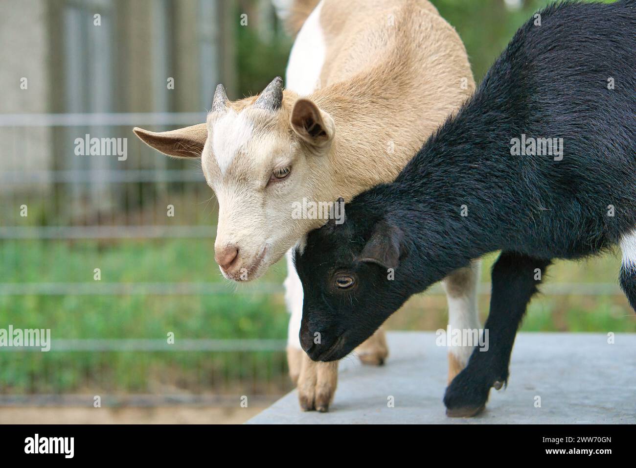 Goats playing with each other. Funny animal photo. Farm animal on the ...