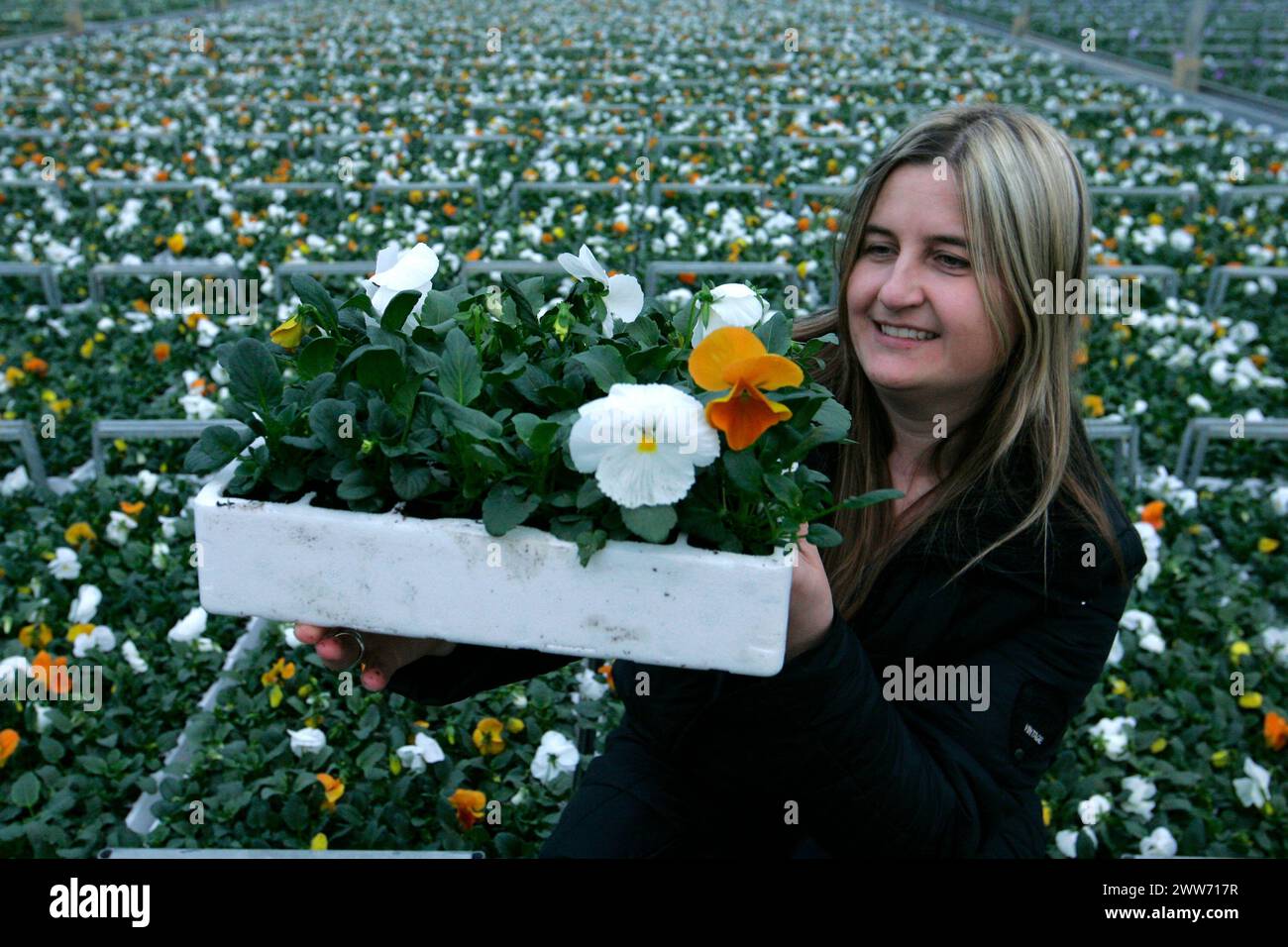 08/02/11..Picker, Ingrid Bagdonaite checks the yellow and white pansies ...
