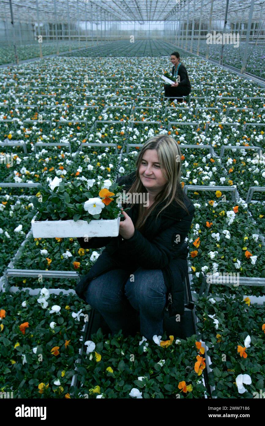 08/02/11..Pickers, Ingrid Bagdonaite and Sarah-Jane Milbourn check the ...