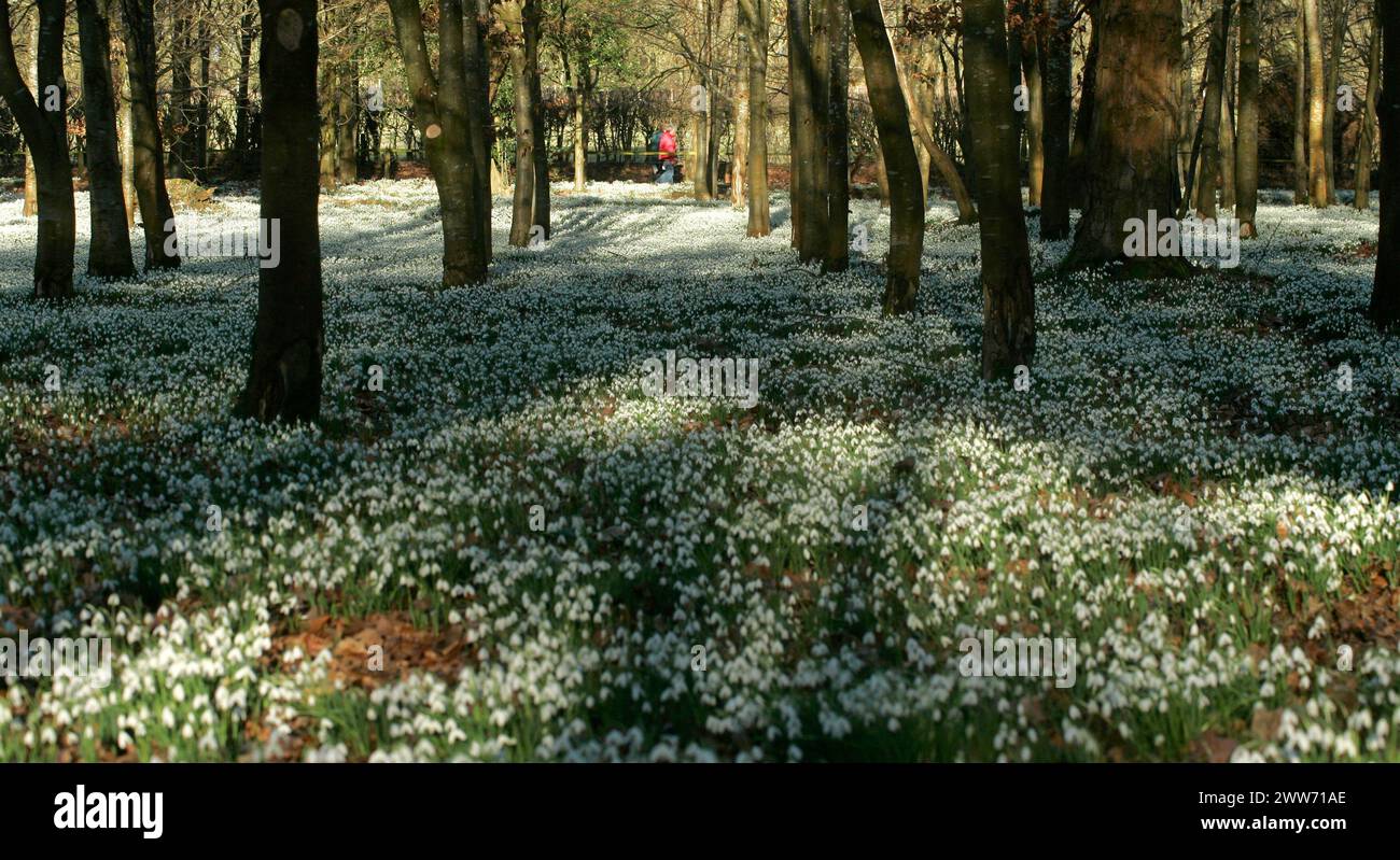 08/02/11..Visitors marvel at the famous snowdrop display at Welford ...