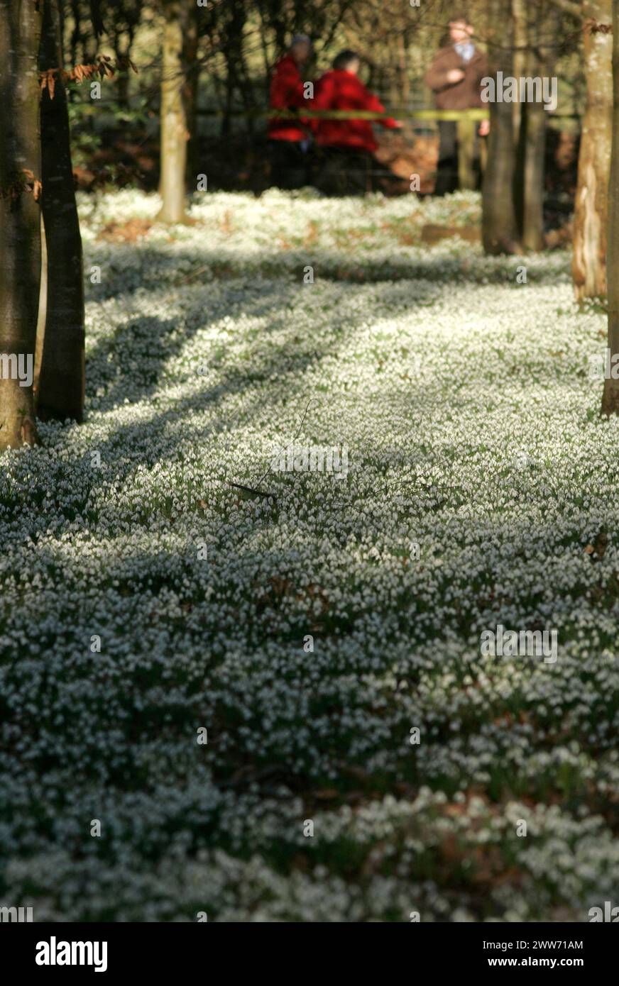 08/02/11..Visitors marvel at the famous snowdrop display at Welford ...