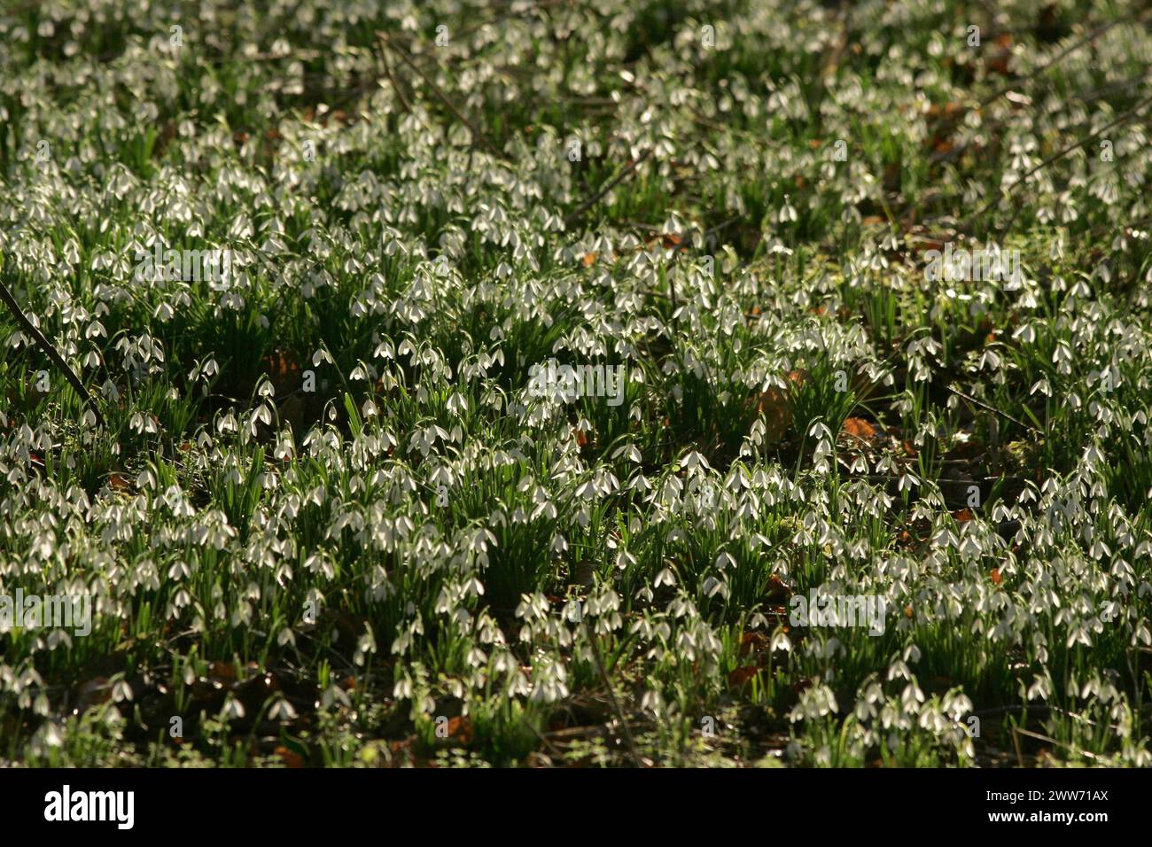 08/02/11..Visitors marvel at the famous snowdrop display at Welford ...