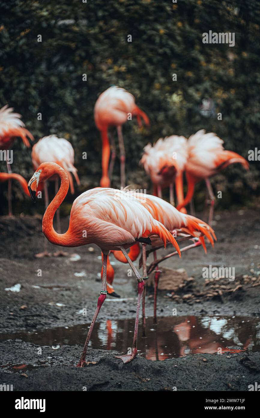 A vertical of flamingos gathered near muddy pond's edge at a zoo Stock ...