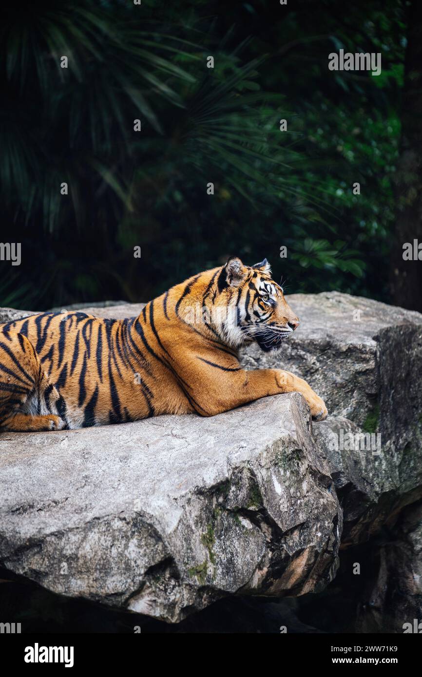 A Bengal tiger resting on rock near lush greenery at a zoo Stock Photo ...