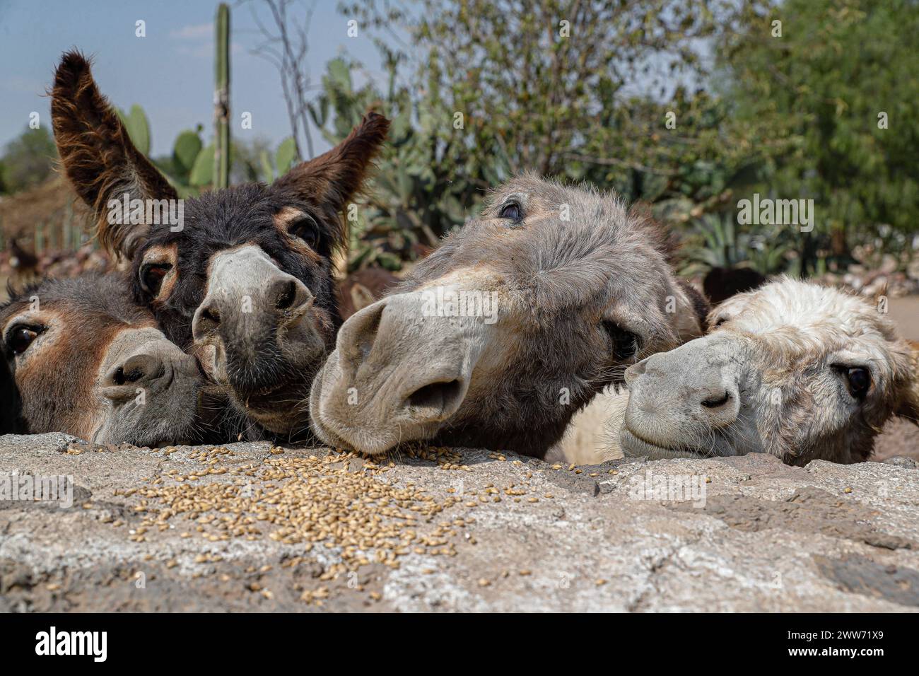 Burrolandia, Donkey Sanctuary in Otumba March 21, 2024, Otumba, Mexico ...