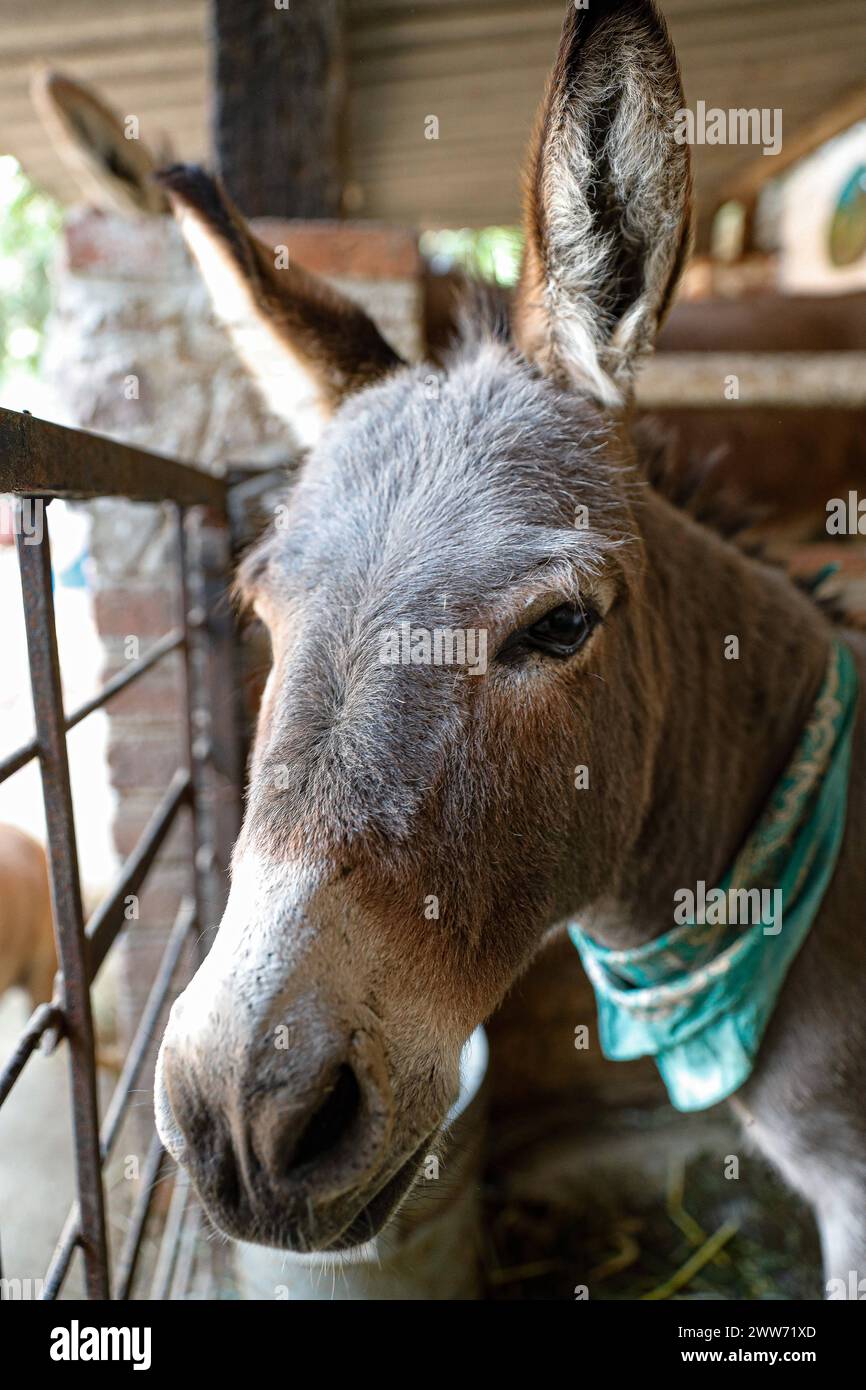 Burrolandia, Donkey Sanctuary in Otumba March 21, 2024, Otumba, Mexico ...