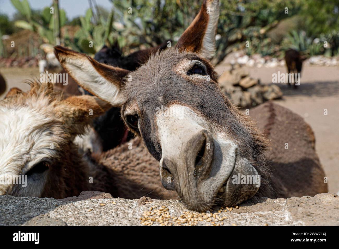 Burrolandia, Donkey Sanctuary in Otumba March 21, 2024, Otumba, Mexico ...