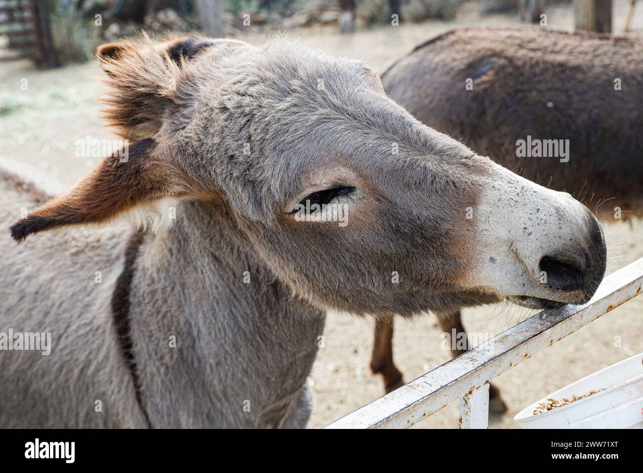Burrolandia, Donkey Sanctuary in Otumba March 21, 2024, Otumba, Mexico ...