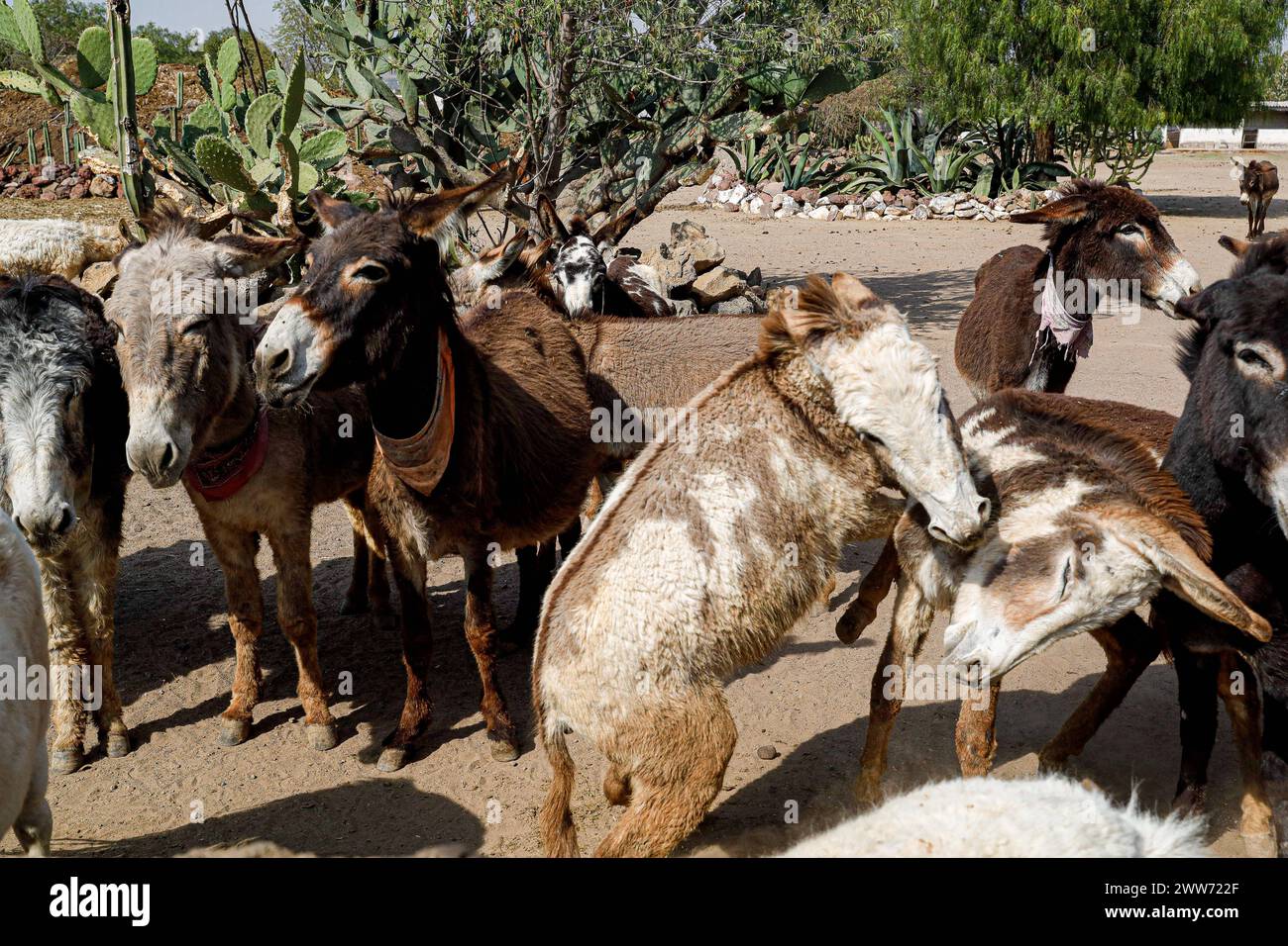 Burrolandia, Donkey Sanctuary in Otumba March 21, 2024, Otumba, Mexico ...