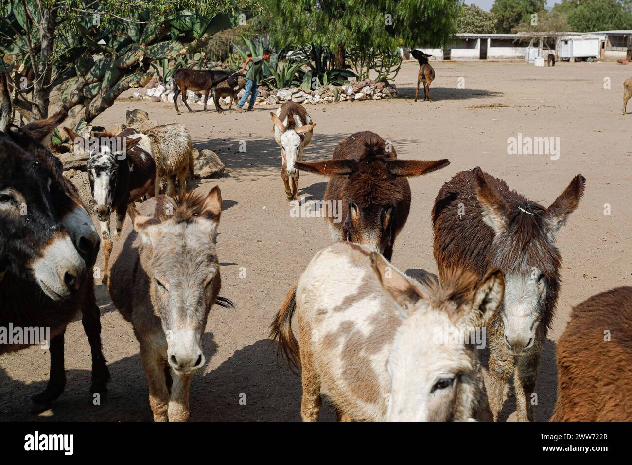 Burrolandia, Donkey Sanctuary in Otumba March 21, 2024, Otumba, Mexico ...