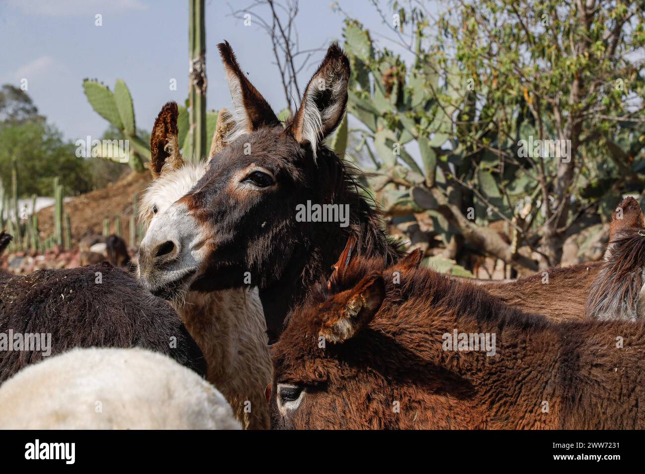 Burrolandia, Donkey Sanctuary in Otumba March 21, 2024, Otumba, Mexico ...