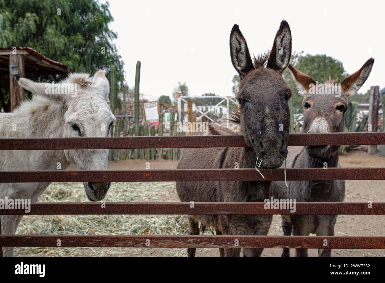 Burrolandia, Donkey Sanctuary in Otumba March 21, 2024, Otumba, Mexico ...