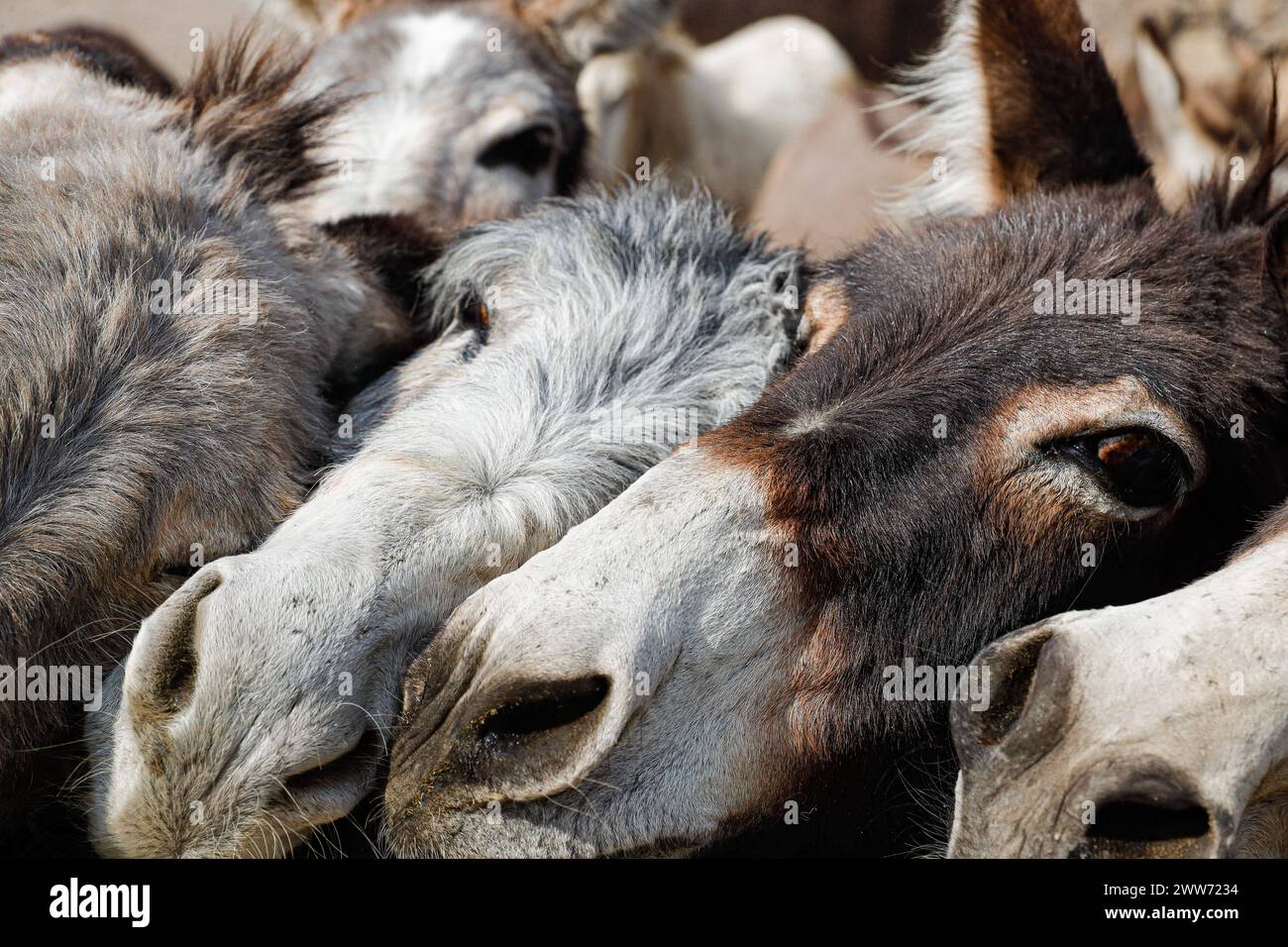 Burrolandia, Donkey Sanctuary in Otumba March 21, 2024, Otumba, Mexico ...