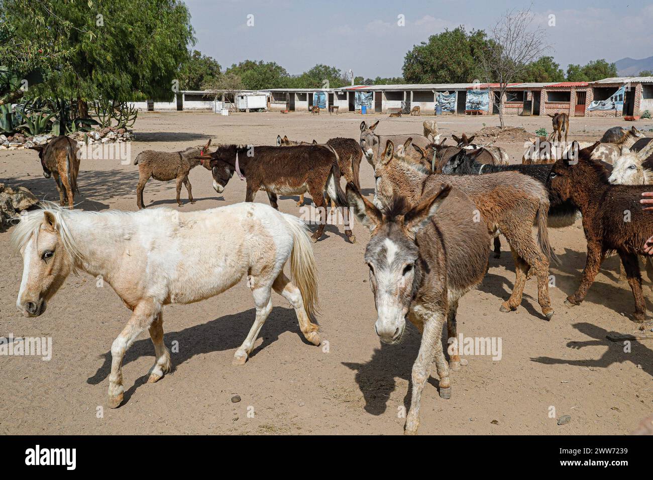 Burrolandia, Donkey Sanctuary in Otumba March 21, 2024, Otumba, Mexico ...