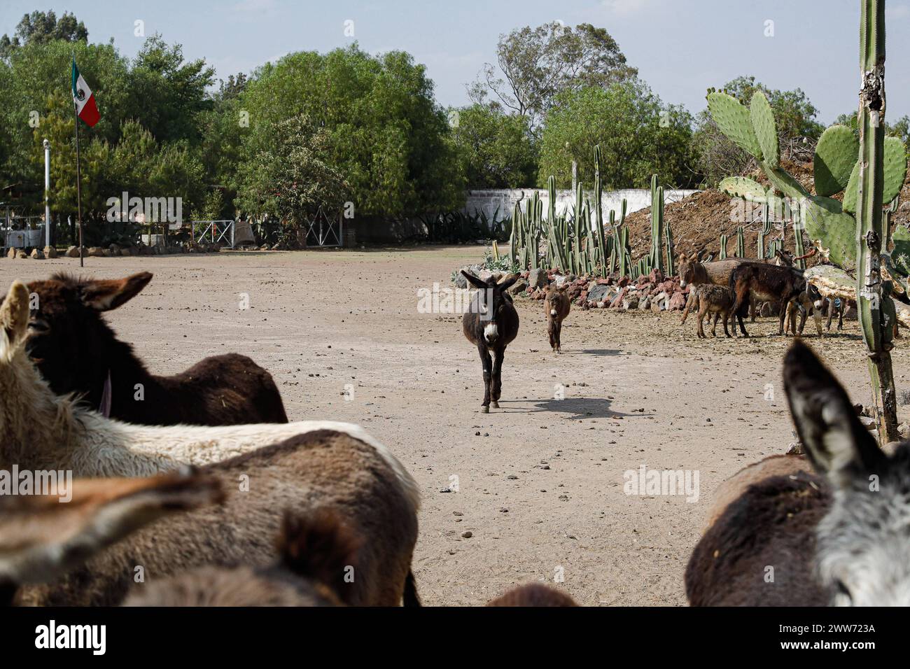 Burrolandia, Donkey Sanctuary in Otumba March 21, 2024, Otumba, Mexico ...